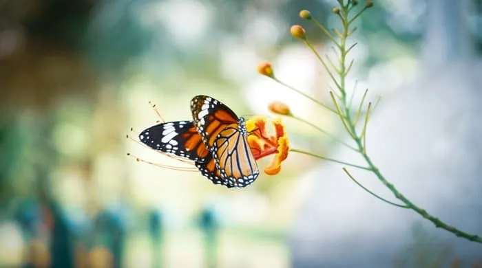 Two Butterflies Flying Together