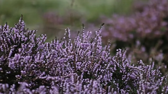 Unveiling Heather: Symbolism in the Bible