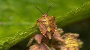 Unlocking the Mysteries: Stink Bug Spiritual Meaning Explained ...